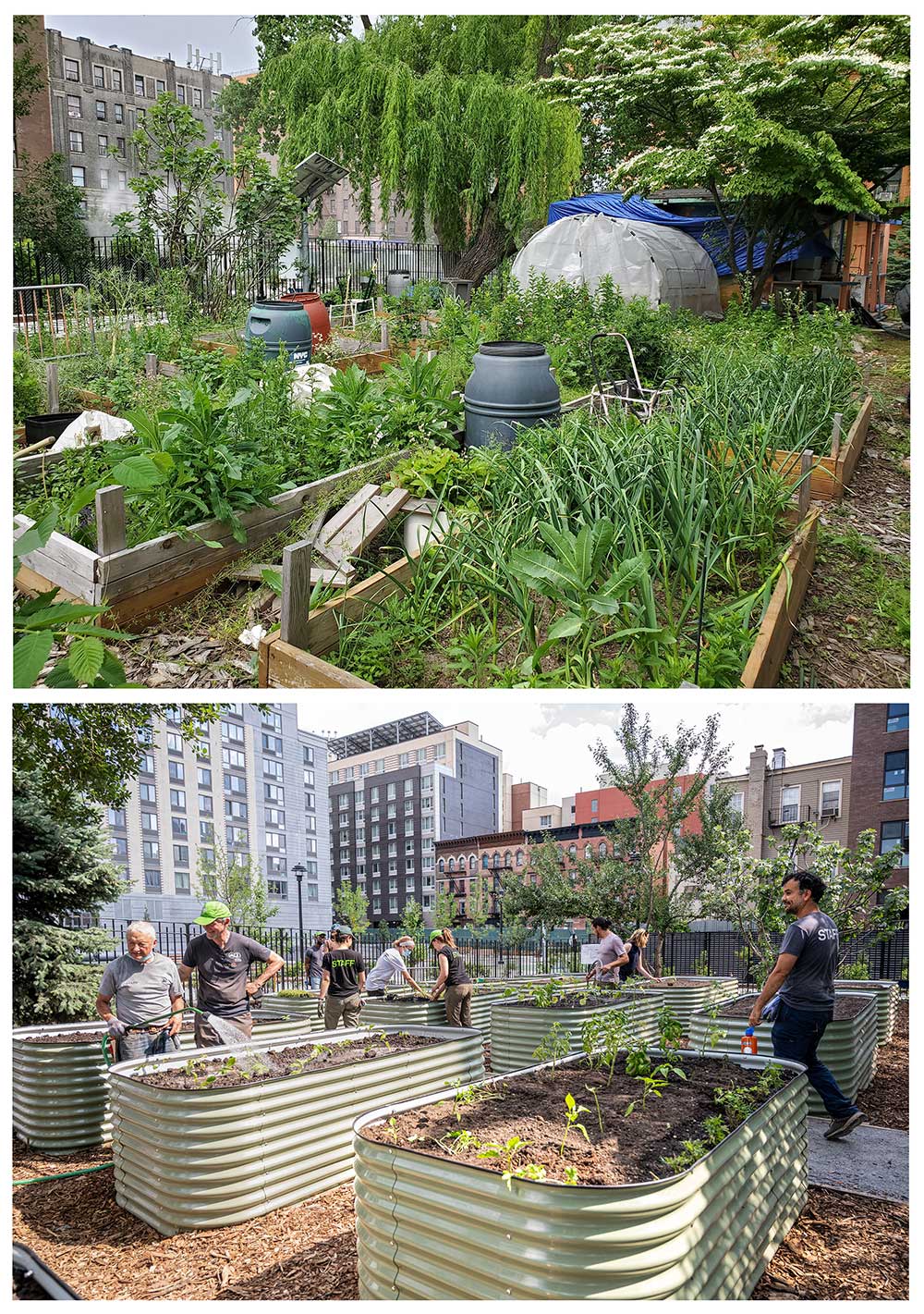 Community Garden Before And After Stewarding Neighborhood Greenspaces