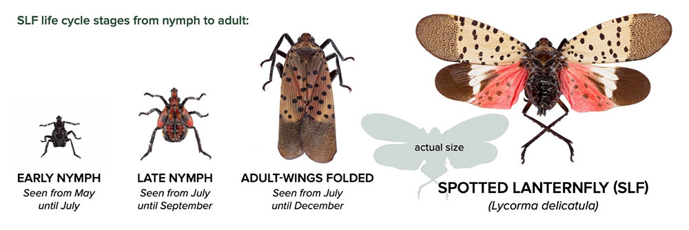 Summer is here, discover a GreenThumb community garden near you